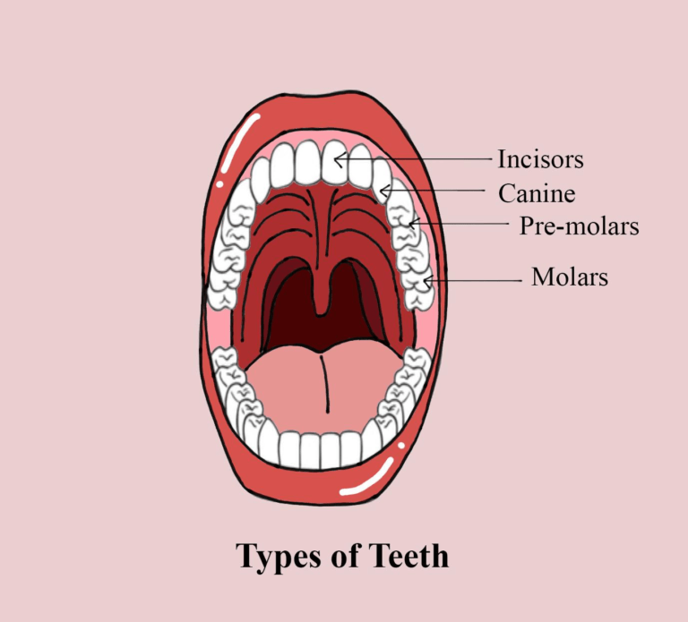 Teeth - the basics - Men's Health Week