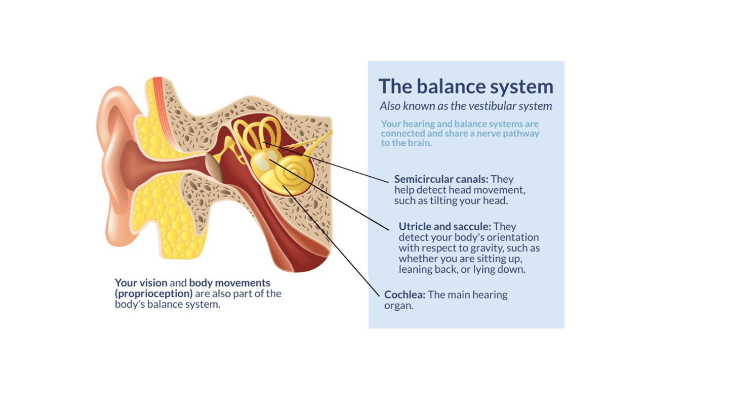 Hearing and balance - the basics - Men's Health Week