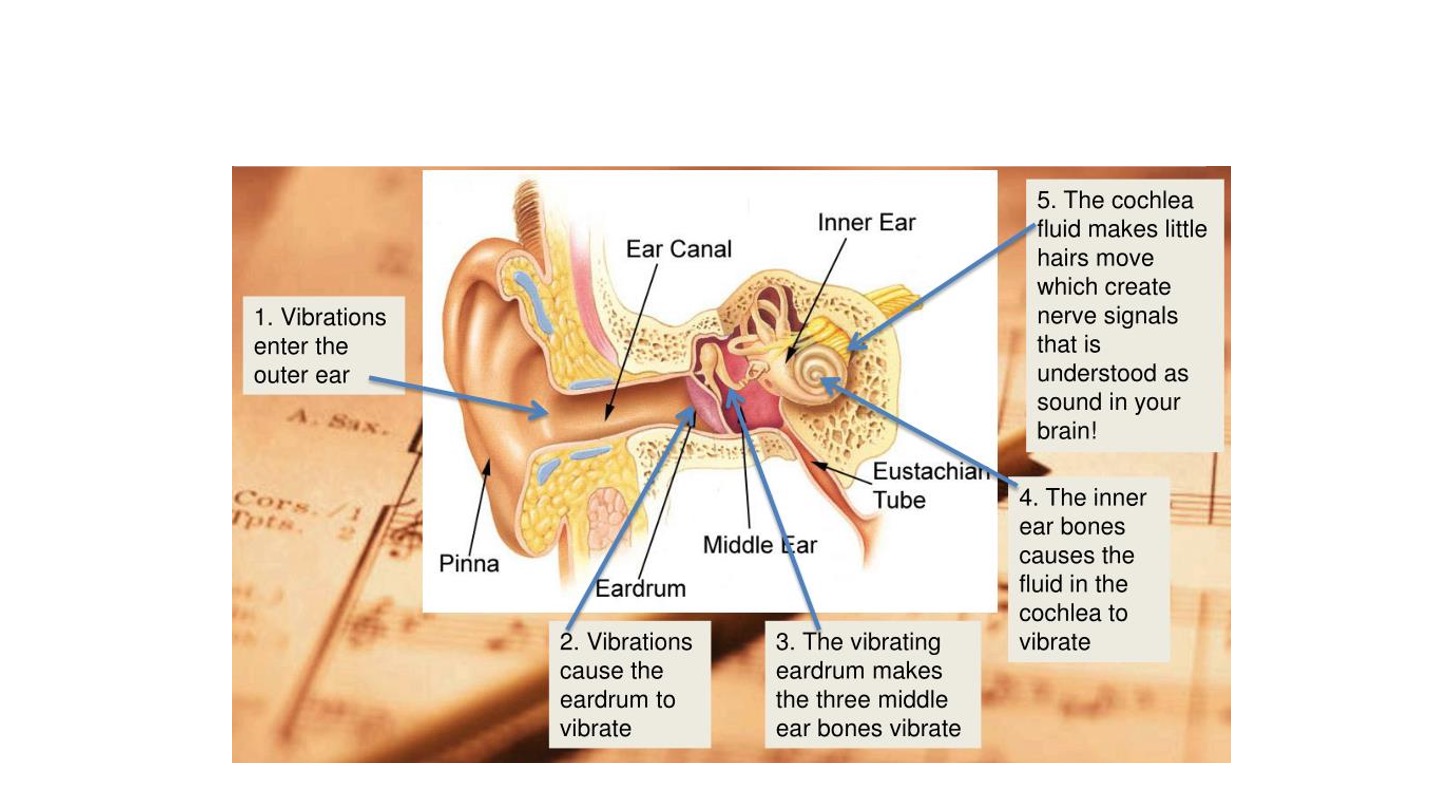 Hearing and balance - the basics - Men's Health Week